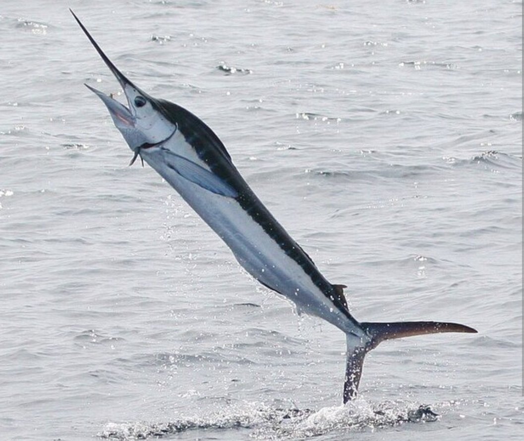 Fastest Animal In Water In The World