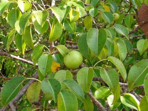 What's The World's Most Poisonous Tree