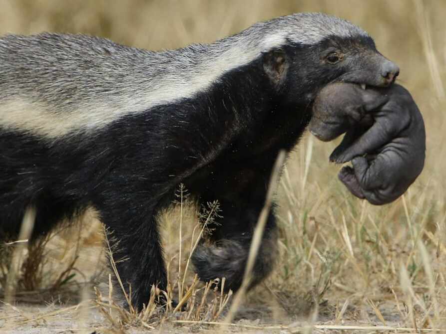 Why Are Honey Badgers So Aggressive