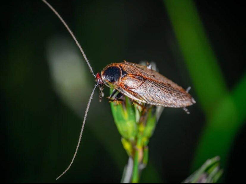 Why Are People Afraid Of Cockroaches?