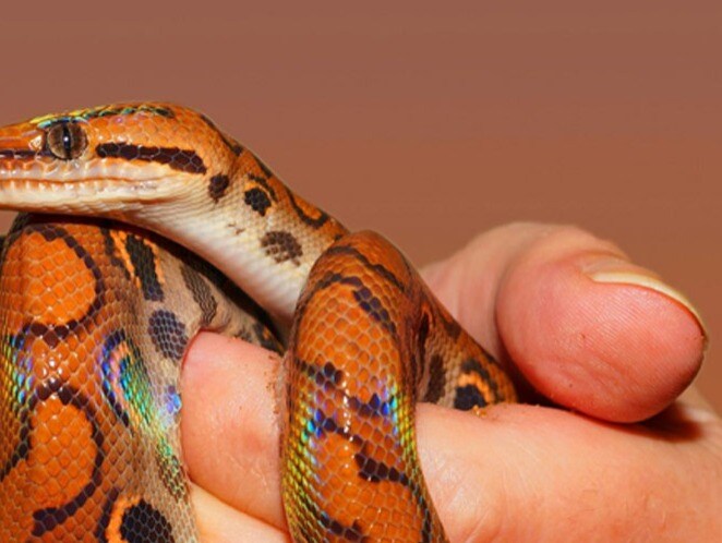 Why Are We Afraid Of Snakes?