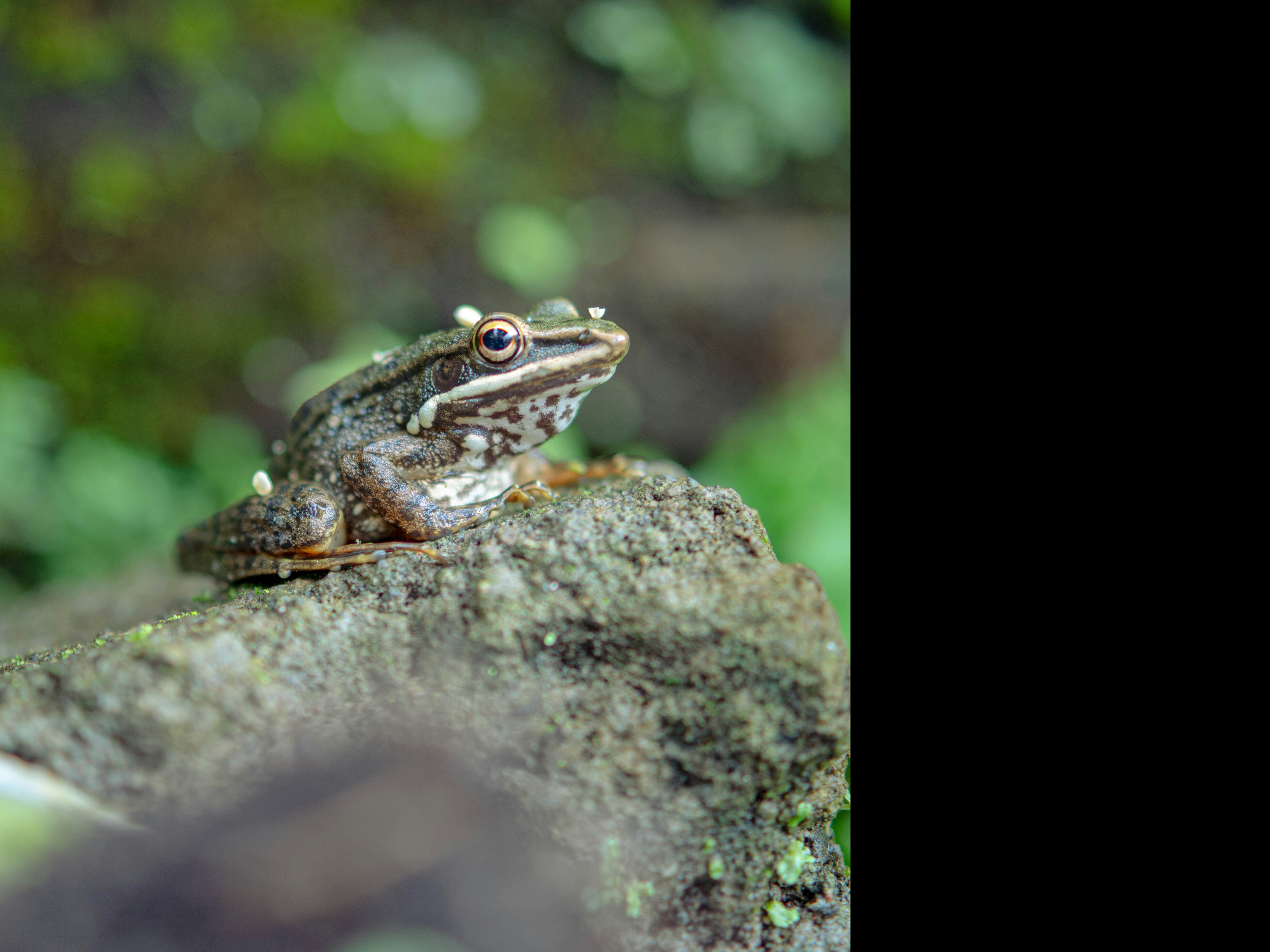 Why Do Some Frogs Have 5 Legs