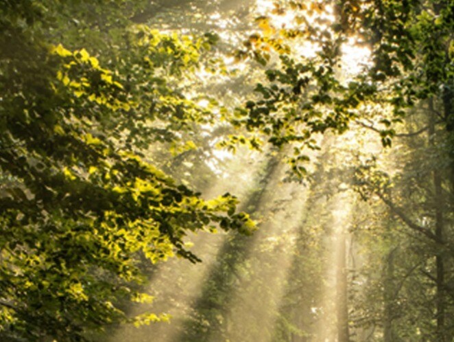 Why Is Morning Light So Important?