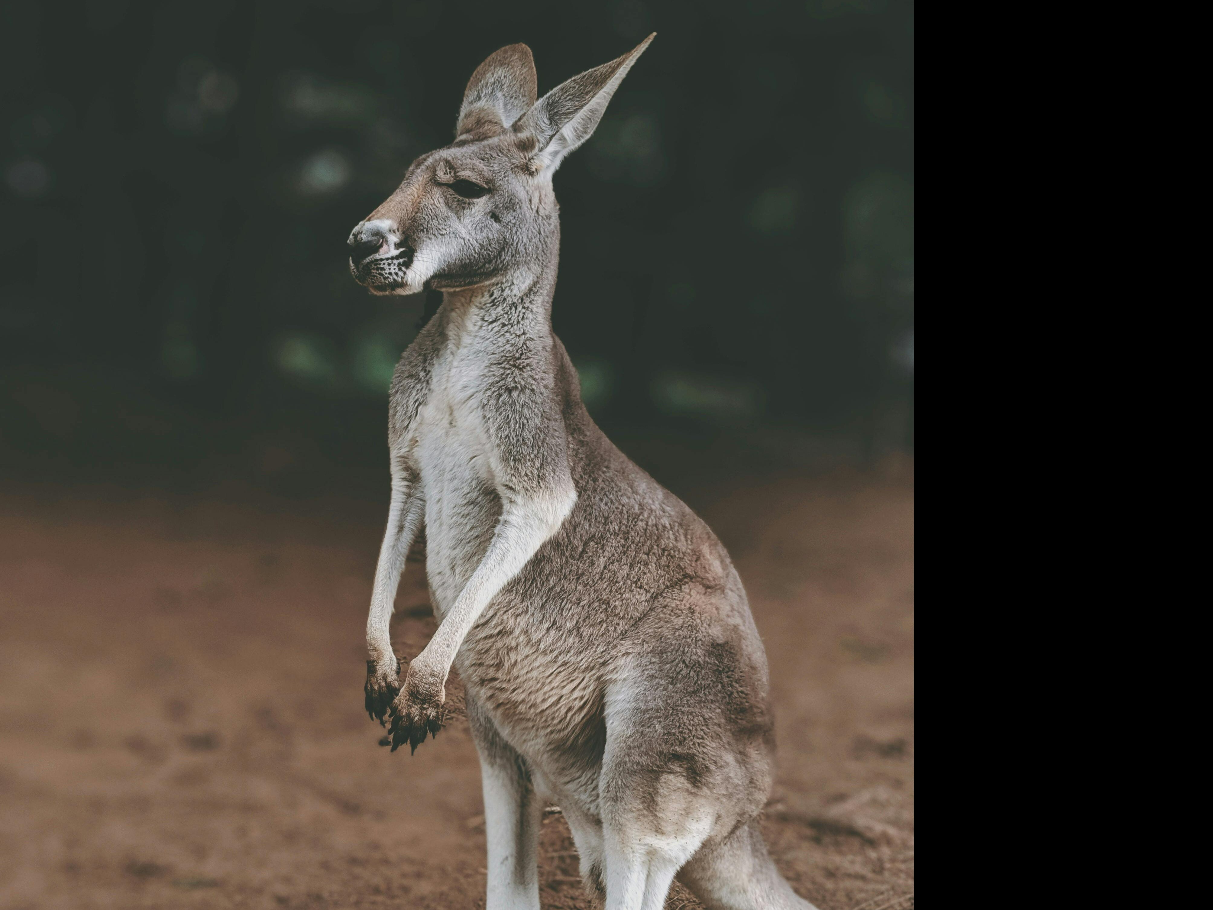 Why Kangaroos Hop: What Scientist Say