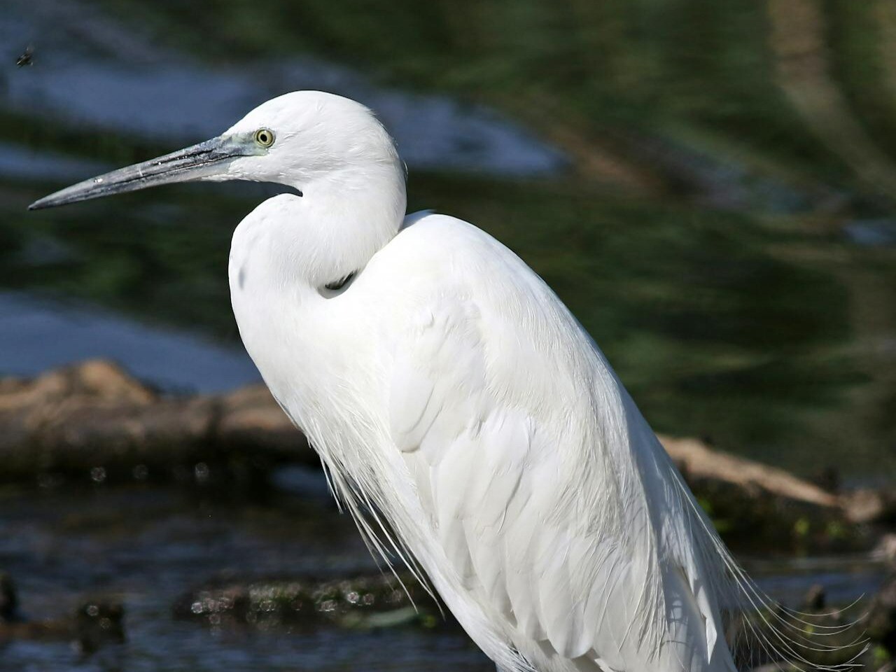 Why Little Egrets Have Yellow Feet