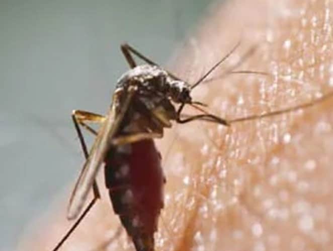 Why Mosquitoes Bite Some People More Than Others