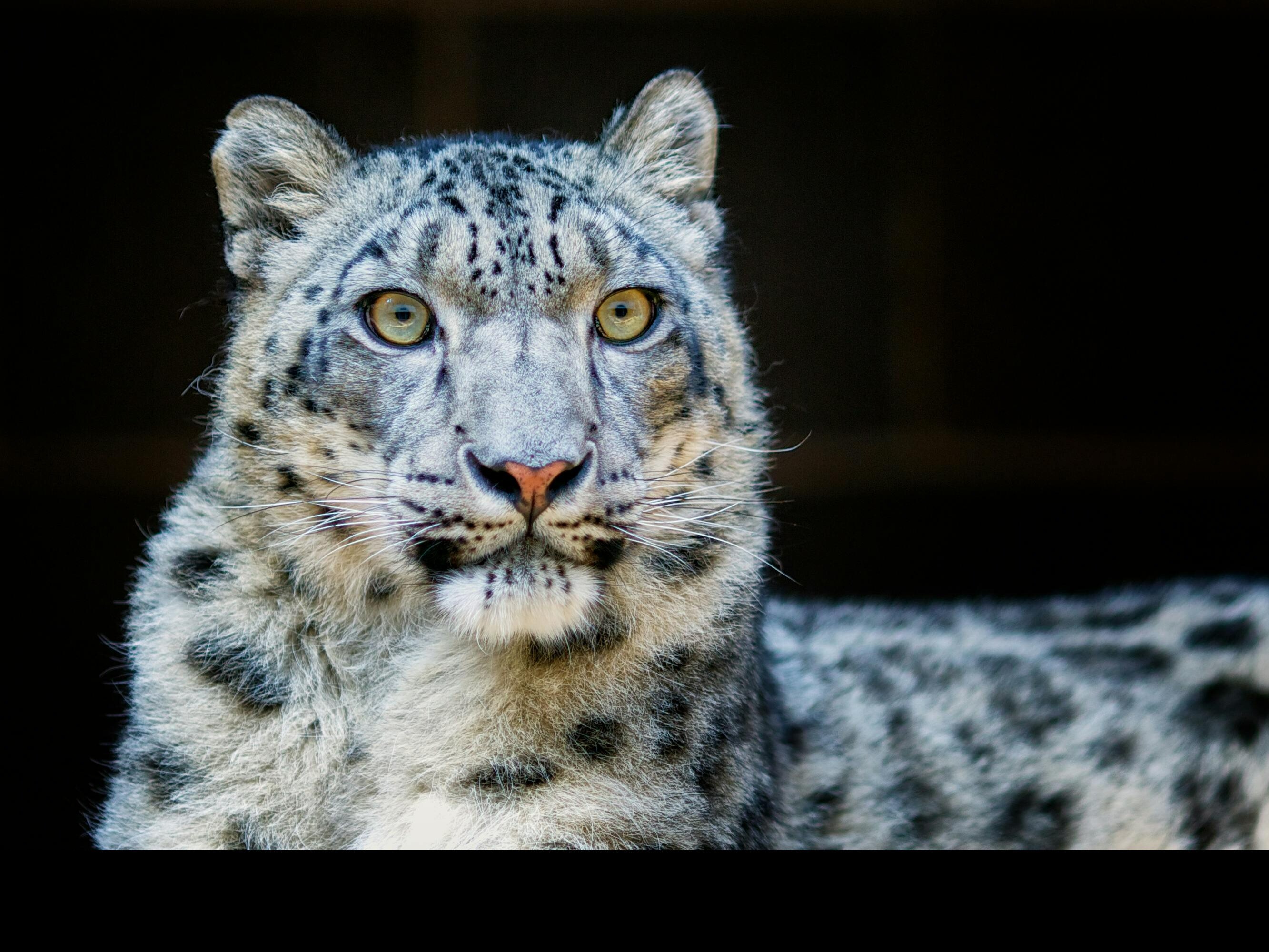 Why Snow Leopards Have Extremely Long Tails