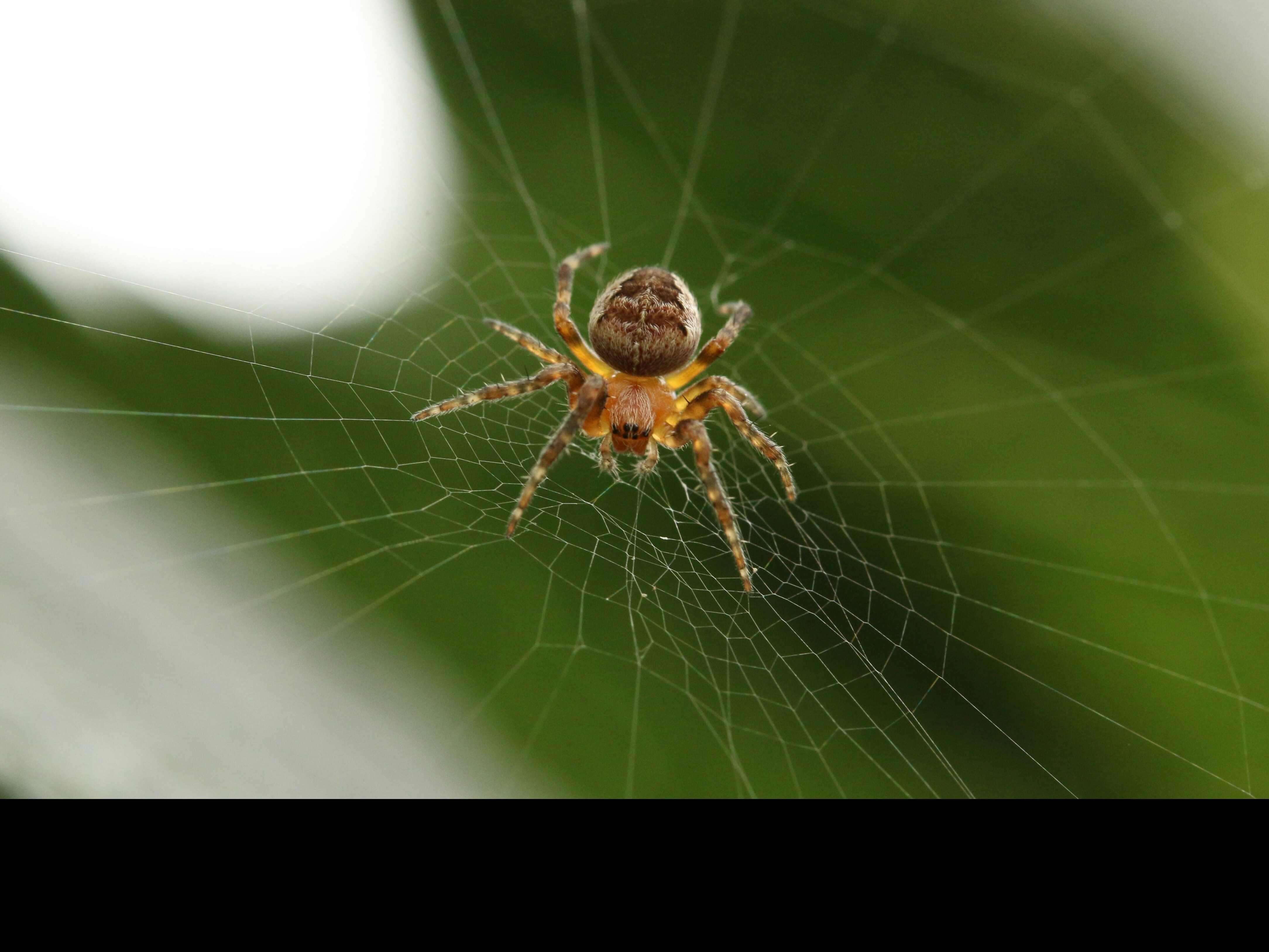 Why Spiders Don't Get Stuck In Their Web