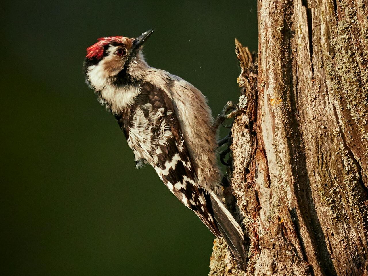 Why Woodpeckers Hammer On Trees