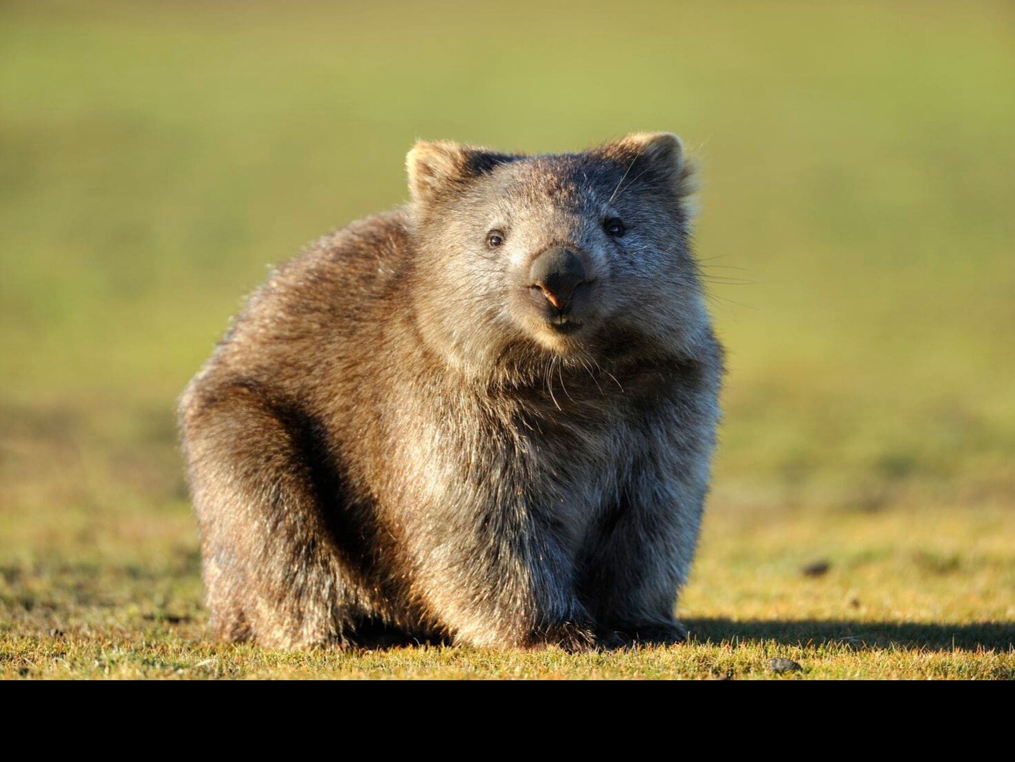 Wombat: Only Animal To Produce Cubic Poop