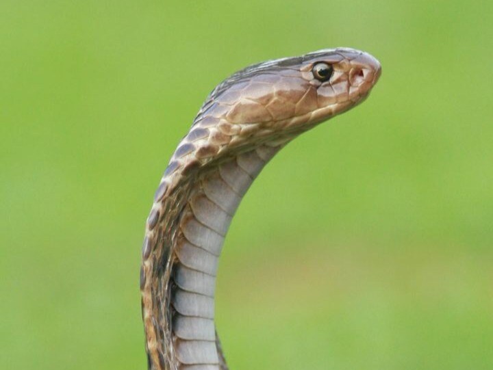 World Snake Day: History And Significance