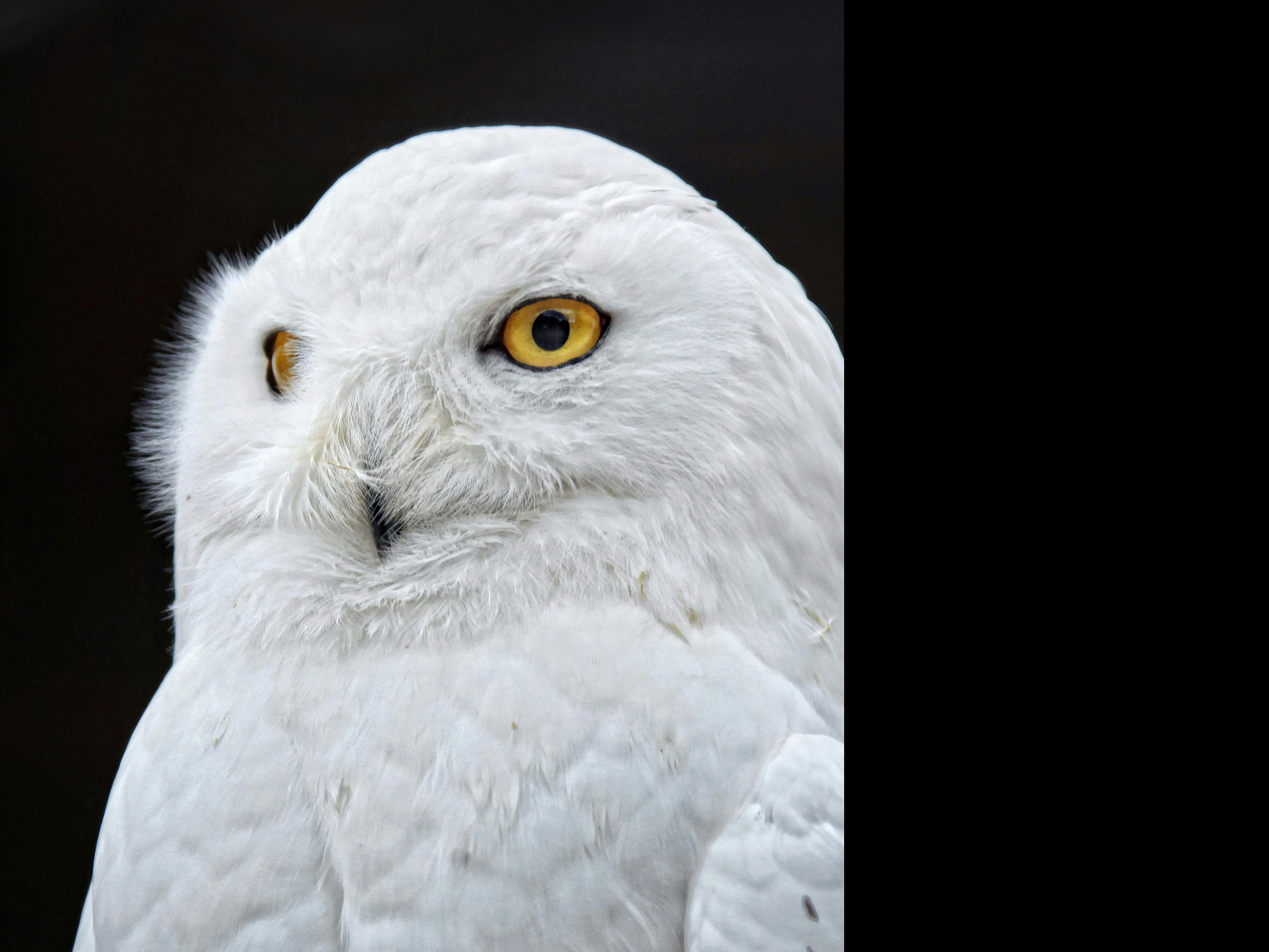 World's 5 Most Beautiful White Animals