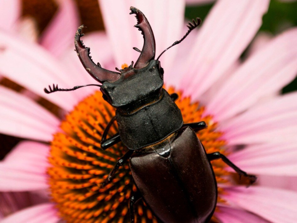 World's Most Expensive Insect Costs Rs 75 Lakh