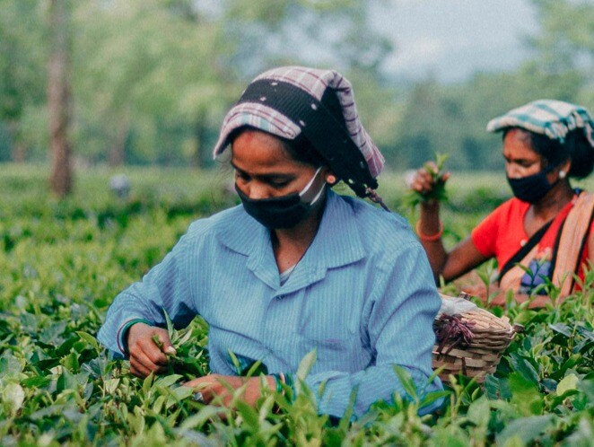 World's Top 10 Tea Producing Countries