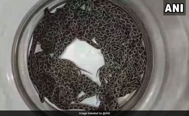 Russell's Viper Snake Delivers 36 Offspring In Mumbai Institute