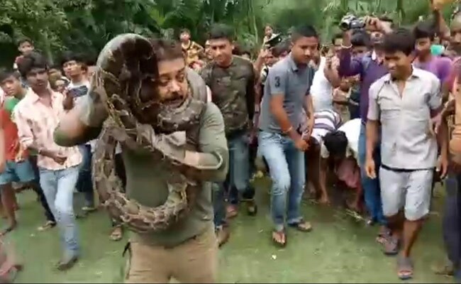 Bengal Forest Ranger Posed With Captured Python. Snake Had Other Ideas