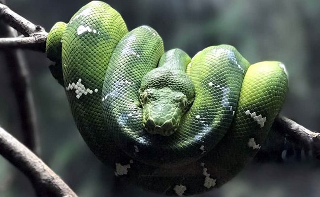 Muna Island Indonesia: Wa Tiba Went To Check Her Corn. And Was ...